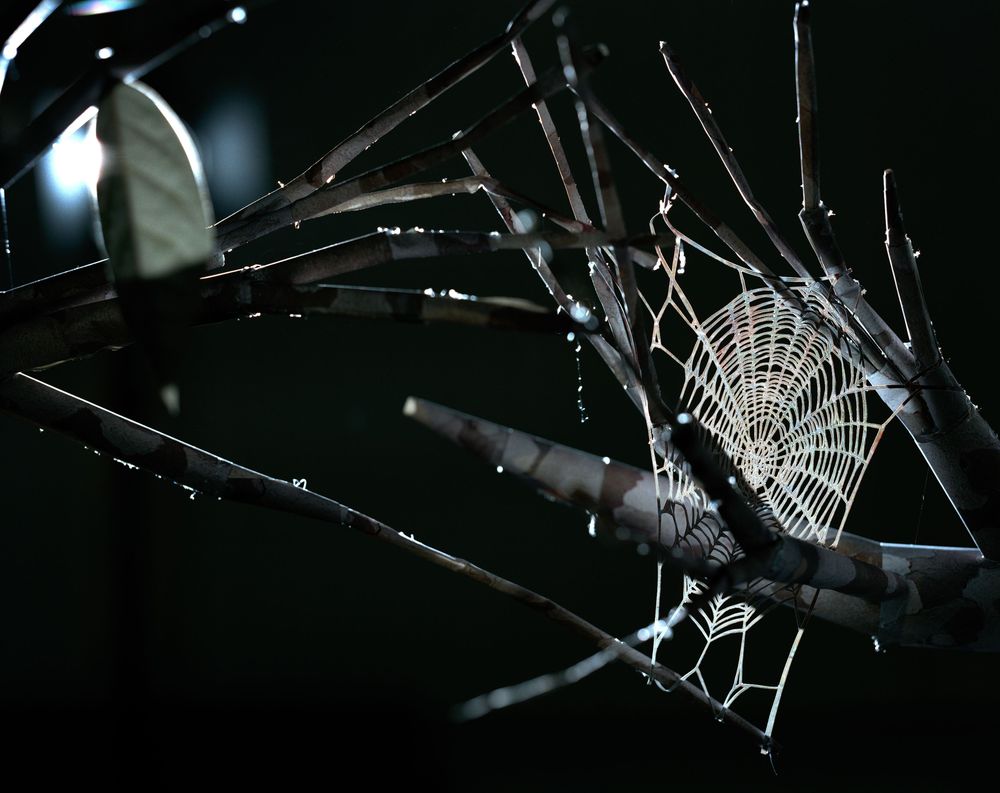 Daniel Gordon Studio